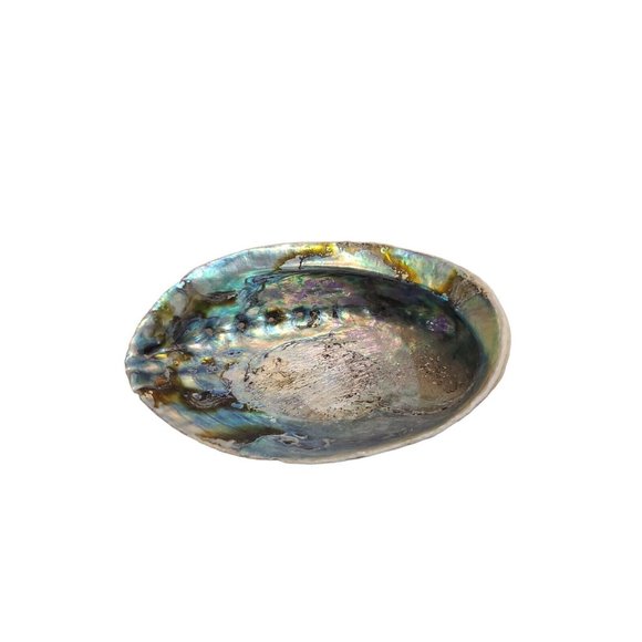 Accents | Abalone Shell Large Colorful | Poshmark